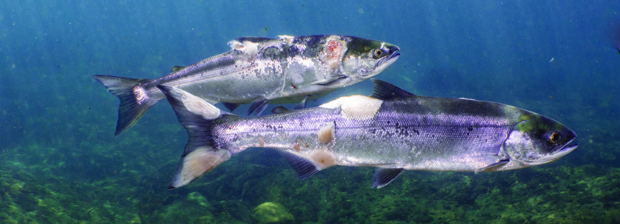 Victories - Columbia Riverkeeper